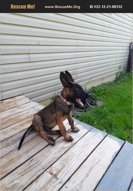 ADOPT 22122100332 ~ Belgian Malinois Rescue ~ Fredericktown, OH