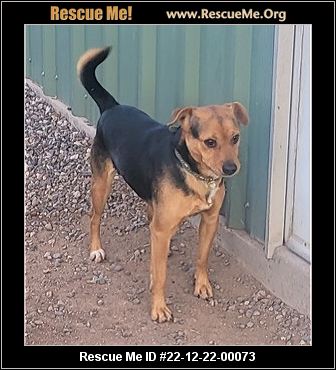 - New Mexico Dog Rescue - ADOPTIONS - Rescue Me!