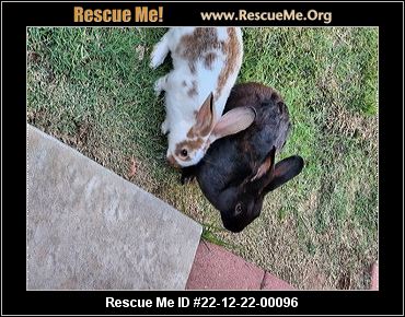 - Oklahoma Rabbit Rescue - ADOPTIONS - Rescue Me!