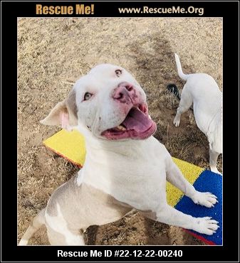 - Colorado Pit Bull Rescue - ADOPTIONS - Rescue Me!