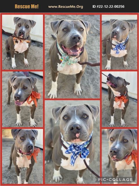 ADOPT 22122200256 ~ Pit Bull Rescue ~ Riverside County, CA