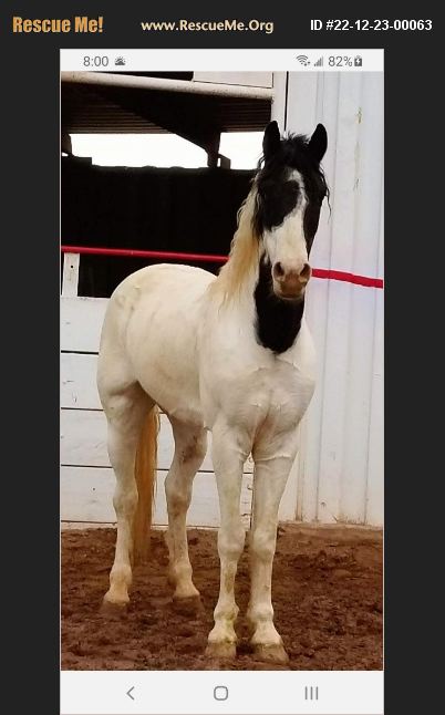 ADOPT 22122300063 ~ Horse Rescue ~ Maricopa County, AZ