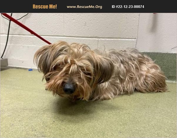 ADOPT 22122300074 ~ Silky Terrier Rescue ~ Moreno Valley, CA