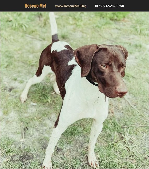 ADOPT 22122300258 ~ German Shorthaired Pointer Rescue ~ Ocala, FL
