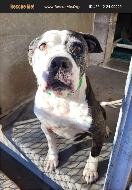 ADOPT 22122400002 ~ Staffordshire Bull Terrier Rescue ~ Phoenix, AZ