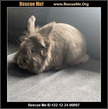 - Ohio Rabbit Rescue - ADOPTIONS - Rescue Me!
