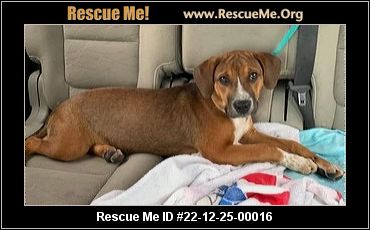 - Pennsylvania Black and Tan Coonhound Rescue - ADOPTIONS - Rescue Me!