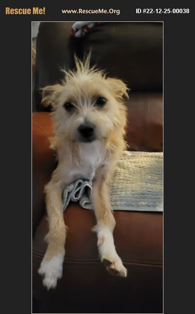 ADOPT 22122500038 ~ Yorkie Rescue ~ McLean, VA
