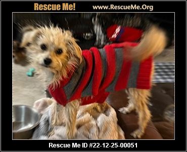 - Texas Scottish Terrier Rescue - ADOPTIONS - Rescue Me!