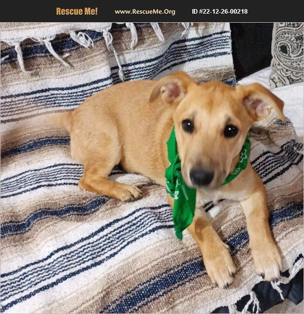 ADOPT 22122600218 ~ Corgi Rescue ~ Muskego, WI