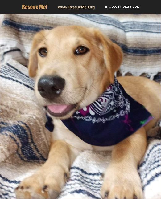 ADOPT 22122600226 ~ Corgi Rescue ~ Muskego, WI