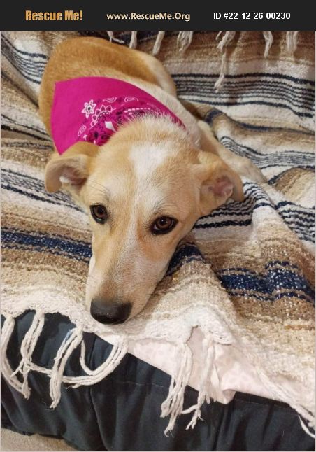 ADOPT 22122600230 ~ Corgi Rescue ~ Muskego, WI