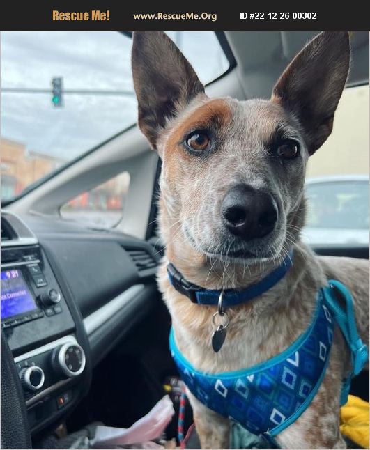 ADOPT 22122600302 ~ Australian Cattle Dog Rescue ~ Salem, OR