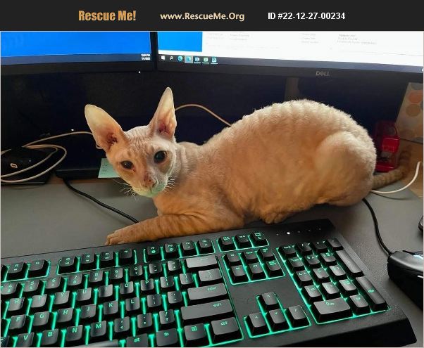 ADOPT 22122700234 ~ Cornish Rex Rescue ~ HOU, TX
