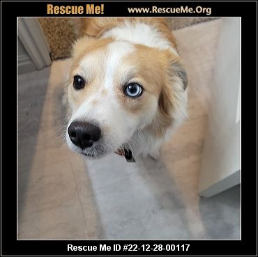 - Utah Dog Rescue - ADOPTIONS - Rescue Me!
