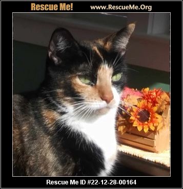 - Massachusetts Cat Rescue - ADOPTIONS - Rescue Me!