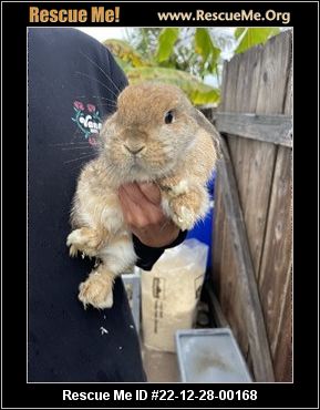 - California Rabbit Rescue - ADOPTIONS - Rescue Me!