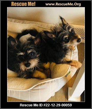 - Illinois Yorkie Rescue - ADOPTIONS - Rescue Me!