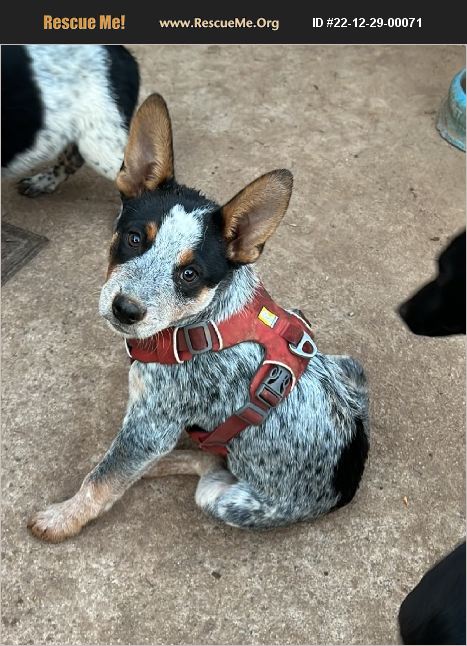 ADOPT 22122900071 ~ Australian Cattle Dog Rescue ~ San Diego, CA