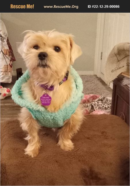 ADOPT 22122900086 ~ Maltese Rescue ~ Lake City, FL