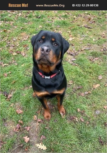 ADOPT 22122900138 ~ Rottweiler Rescue ~ Grants Pass, OR