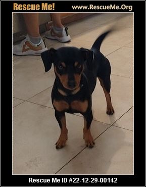 - California Miniature Pinscher Rescue - ADOPTIONS - Rescue Me!
