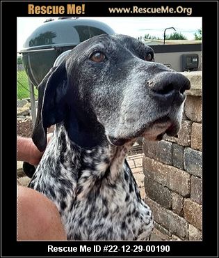- Indiana German Shorthaired Pointer Rescue - ADOPTIONS - Rescue Me!