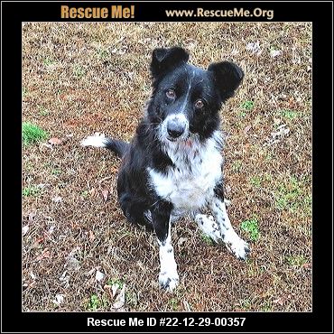 - Kentucky Dog Rescue - ADOPTIONS - Rescue Me!