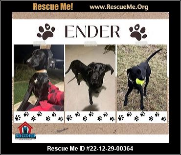- Connecticut Great Dane Rescue - ADOPTIONS - Rescue Me!