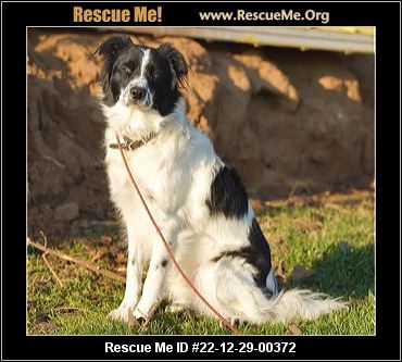 - California Border Collie Rescue - ADOPTIONS - Rescue Me!