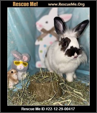 - Texas Rabbit Rescue - ADOPTIONS - Rescue Me!