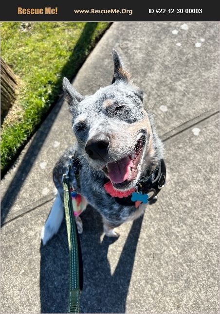 ADOPT 22123000003 ~ Australian Cattle Dog Rescue ~ Tacoma, WA
