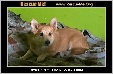 - Virginia Pomeranian Rescue - ADOPTIONS - Rescue Me!