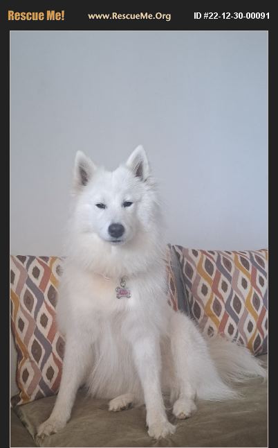 ADOPT 22123000091 ~ Samoyed Rescue ~ ALEXANDRIA, VA