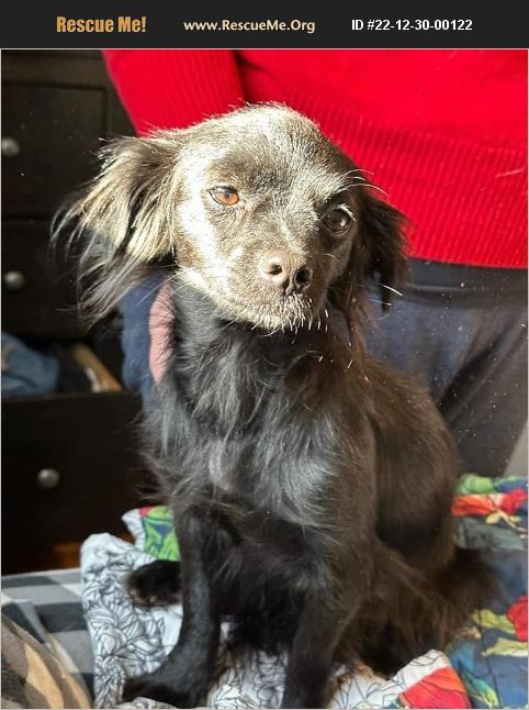 ADOPT 22123000122 ~ Chihuahua Rescue ~ Eugene, OR