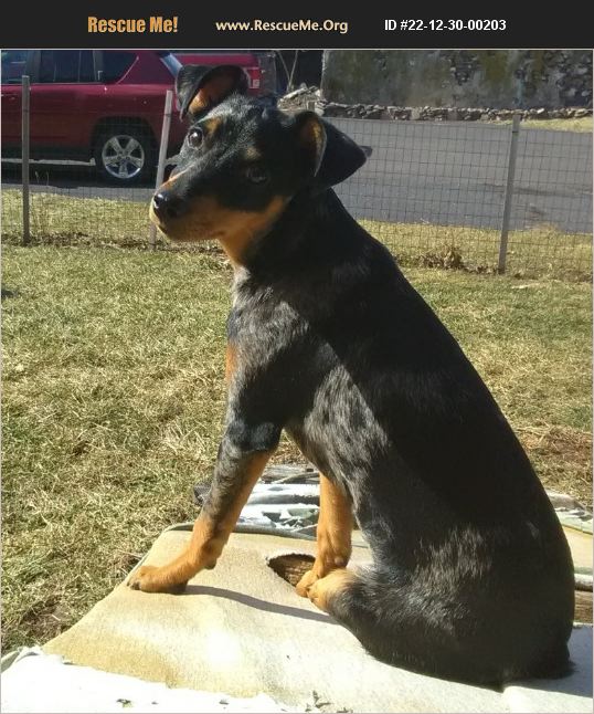 ADOPT 22123000203 ~ Miniature Pinscher Rescue ~ Townsend, DE