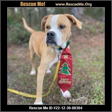 - Florida Boxer Rescue - ADOPTIONS - Rescue Me!