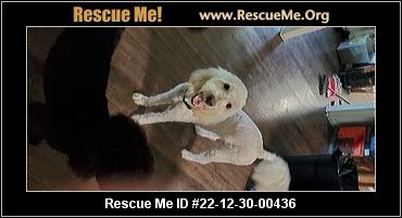 - Indiana Golden Retriever Rescue - ADOPTIONS - Rescue Me!