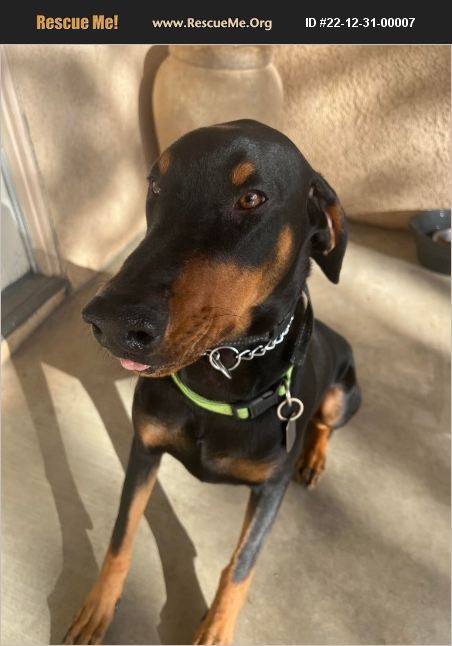 ADOPT 22123100007 ~ Doberman Pinscher Rescue ~ Victorville, CA