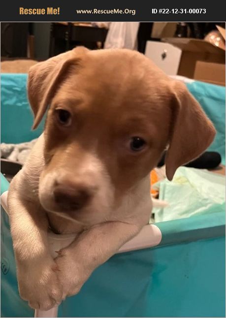 ADOPT 22123100073 ~ Lab Rescue ~ Chittenden County, VT