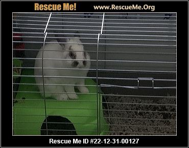 - Virginia Rabbit Rescue - ADOPTIONS - Rescue Me!