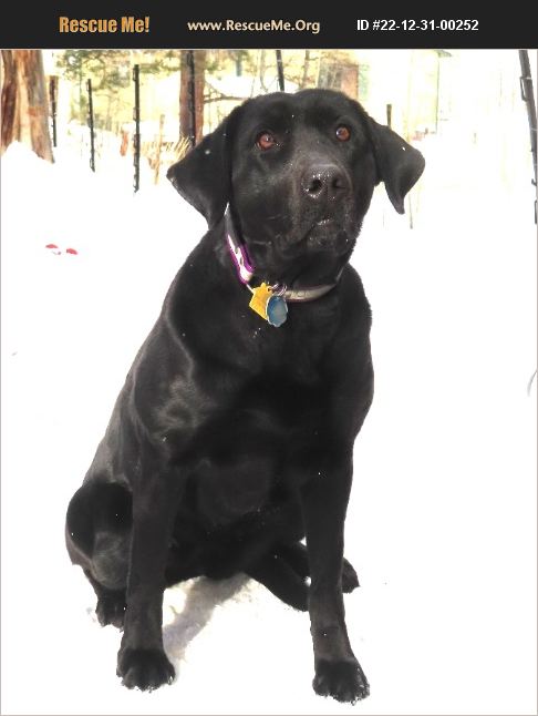 ADOPT 22123100252 ~ Lab Rescue ~ BAILEY, CO