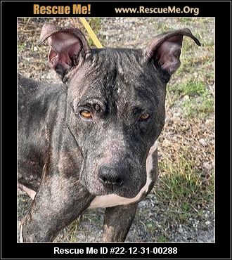 - Texas Pit Bull Rescue - ADOPTIONS - Rescue Me!