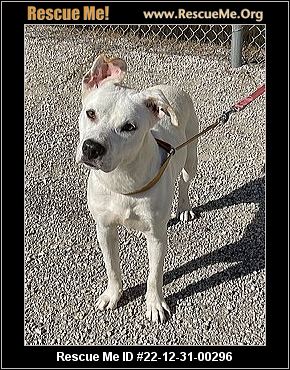 - Texas Boxer Rescue - ADOPTIONS - Rescue Me!