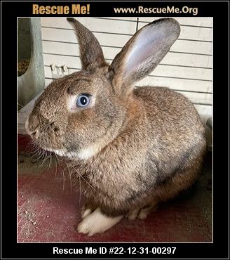 - North Carolina Rabbit Rescue - ADOPTIONS - Rescue Me!
