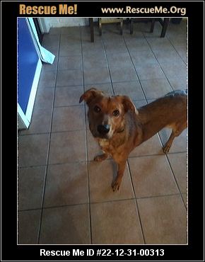 - Indiana Dog Rescue - ADOPTIONS - Rescue Me!