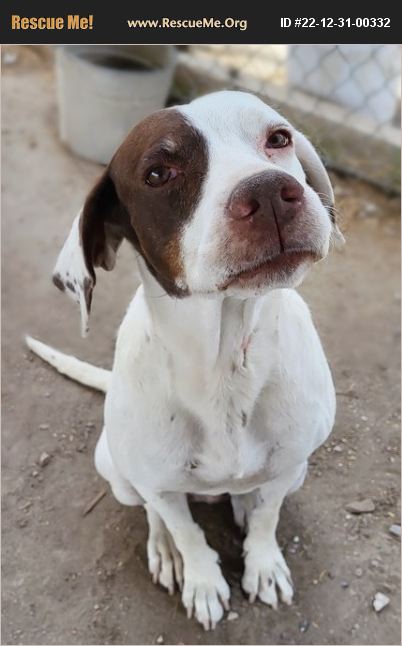 ADOPT 22123100332 ~ Pointer Rescue ~ Churchill County, NV