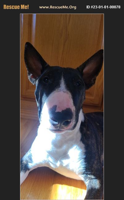 ADOPT 23010100078 ~ Bull Terrier Rescue ~ Loveland, CO