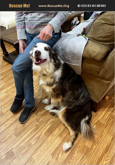 ADOPT 23010100103 ~ Australian Shepherd Rescue ~ Alexandria, VA