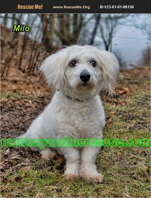 ADOPT 23010100130 ~ Poodle Rescue ~ Mount Carmel, PA